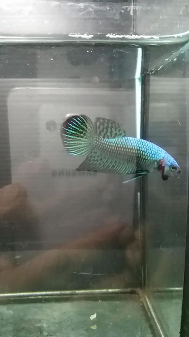 Tam - en thailandsk mand med mange talenter - og en stor vilje ...